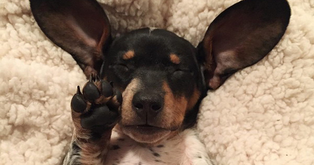 Un nuevo cachorrito se une al adorable dúo perruno de Harlow e Indiana ...