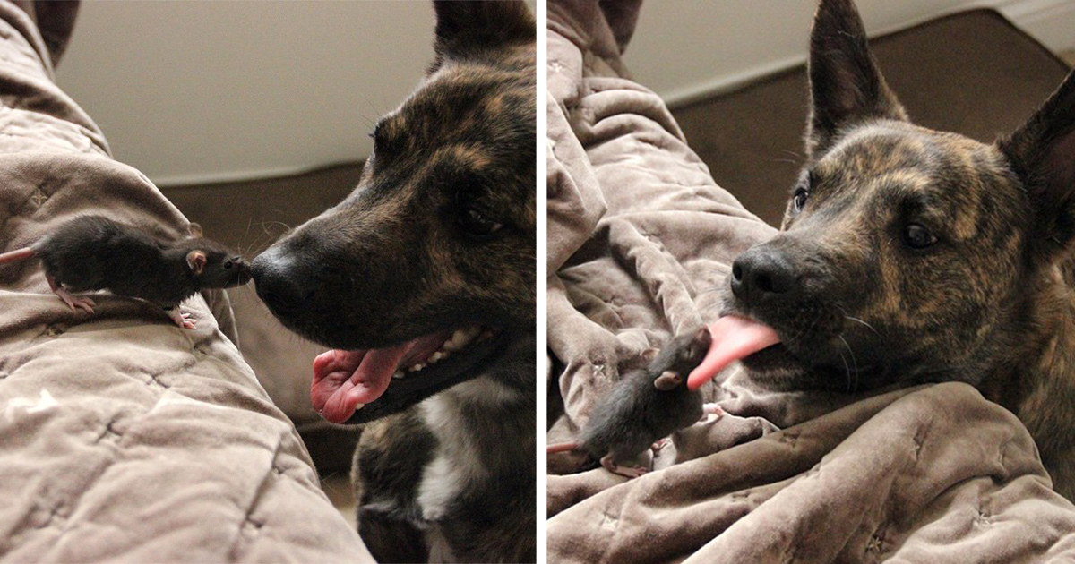 Este perro y esta rata rescatada son los mejores amigos | Panda Curioso