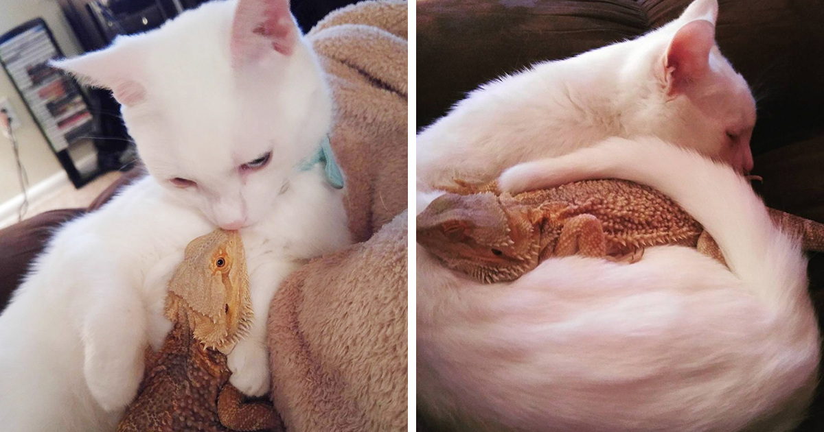 Un dragón y un gato se convierten en los más inusuales mejores amigos