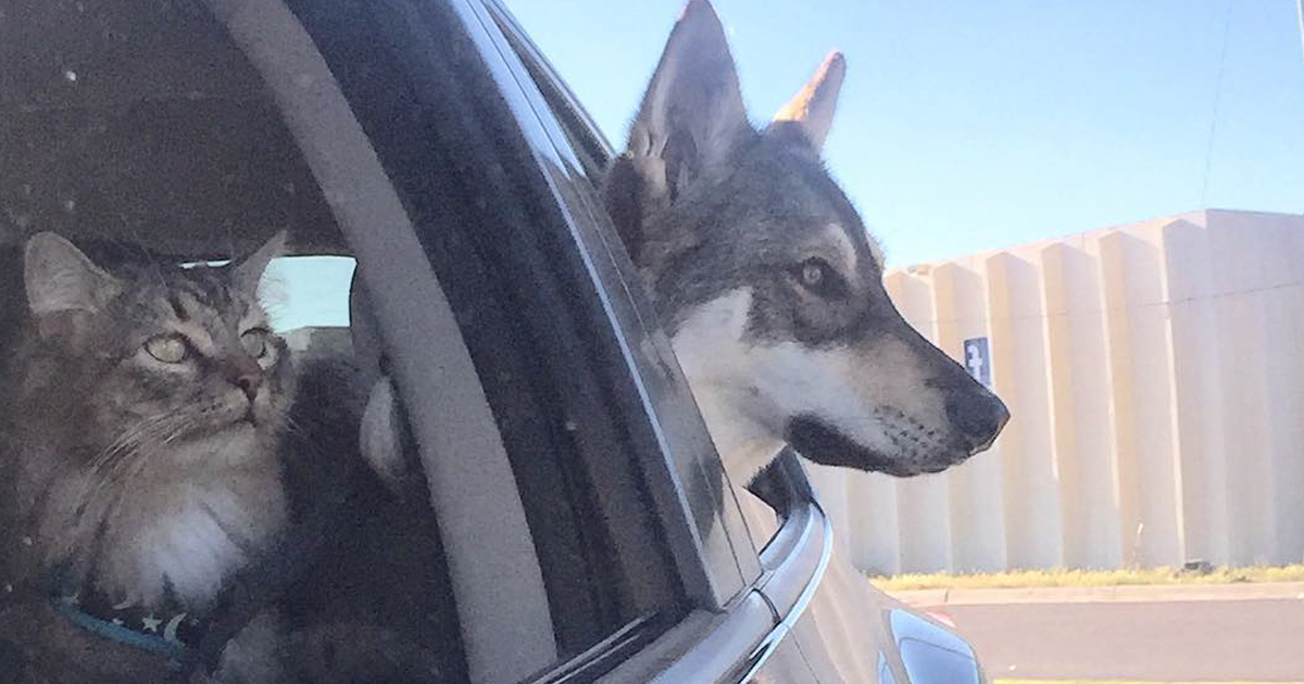 Este husky eligió su propio gatito del refugio para llevárselo a casa ...