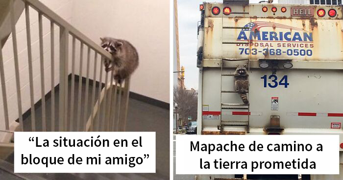 50 Mapaches que hicieron cosas tan raras o divertidas que hubo que ...